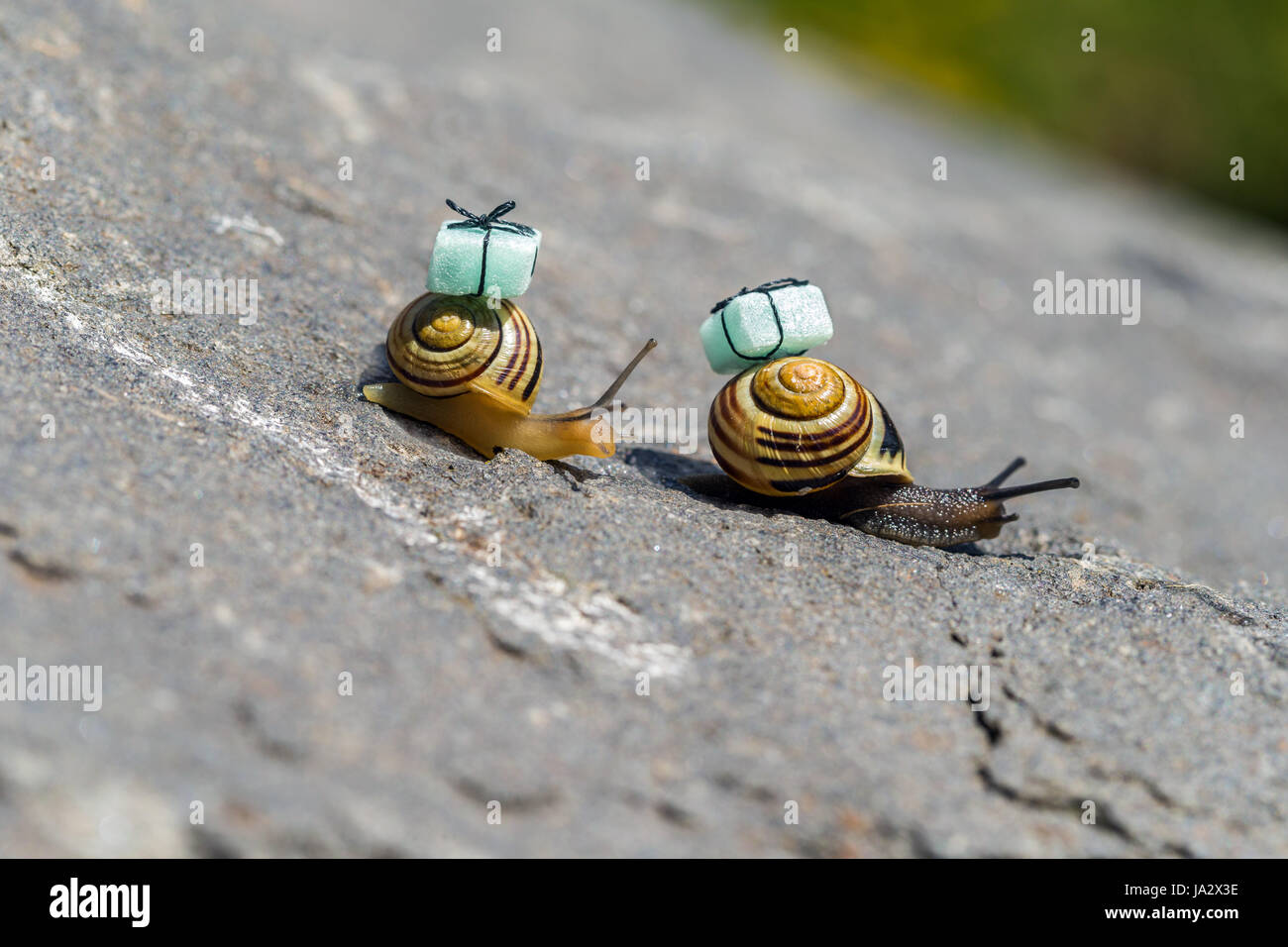 snail, snail shell, mail, post, package, packet, parcel, house ...