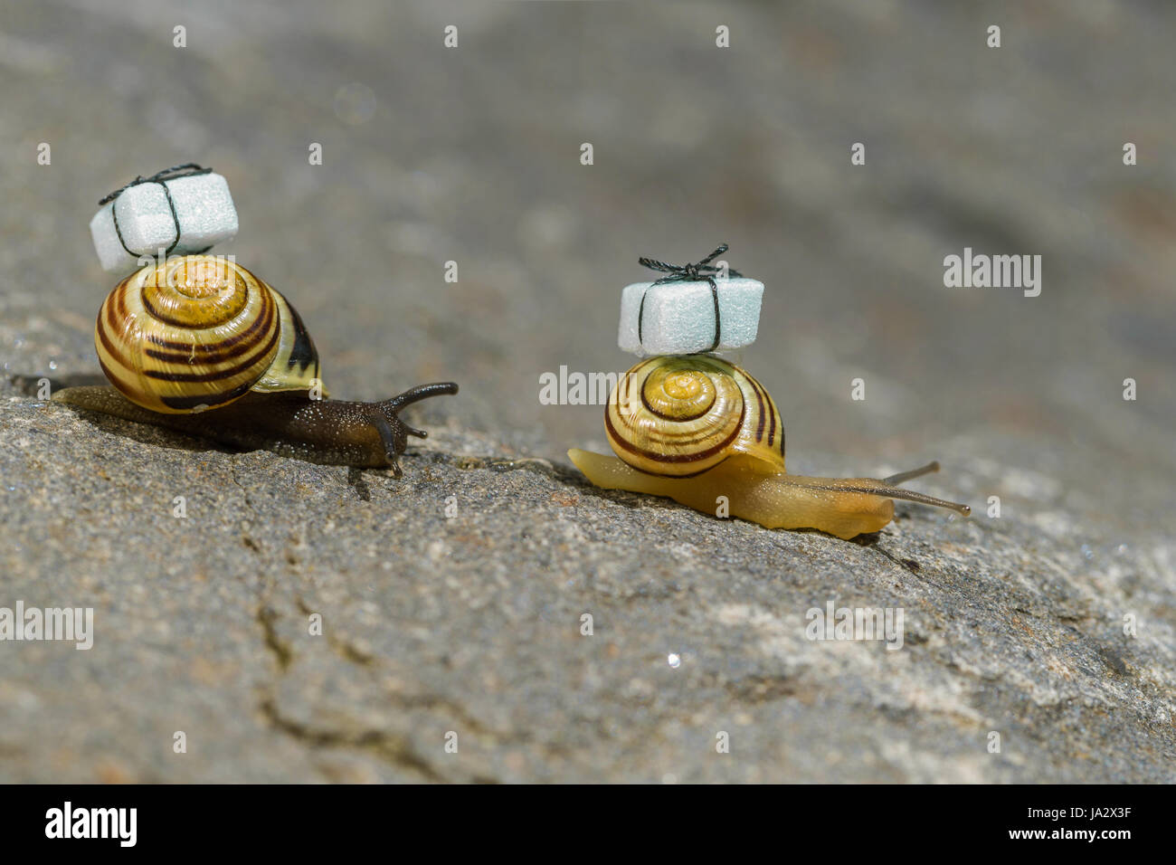 snail, snail shell, mail, post, package, packet, parcel, house ...