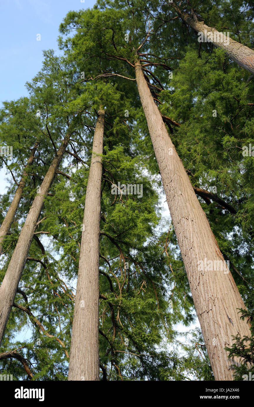 leaf, tree, flora, botany, conifer, cypress, bald cypress, nature ...