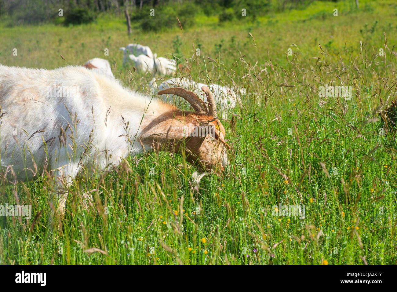 animals, goat, goats, farm, pasture, herbivorous, scenery, countryside ...