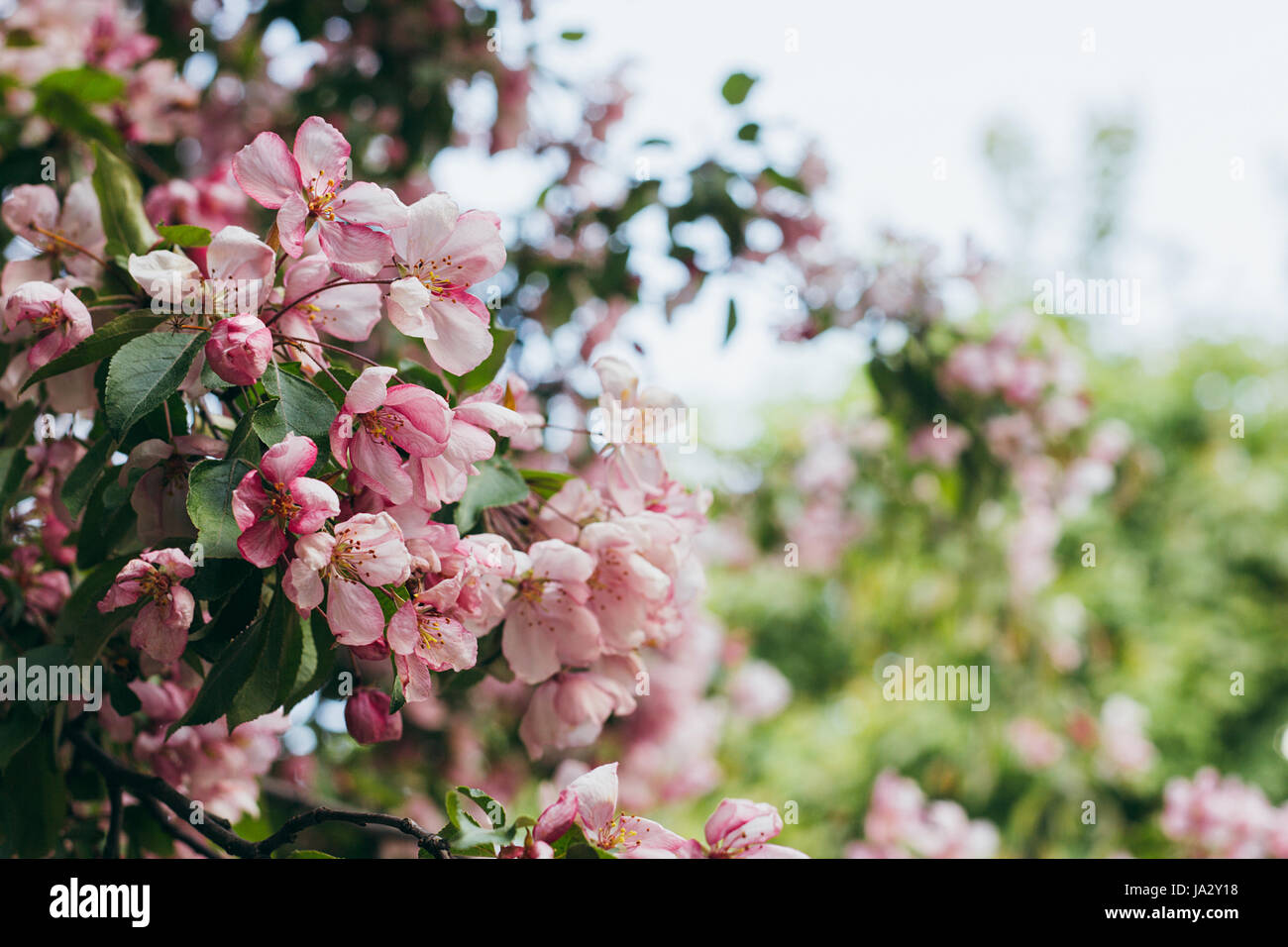 Crab apple tree blooming selective focus Stock Photo - Alamy
