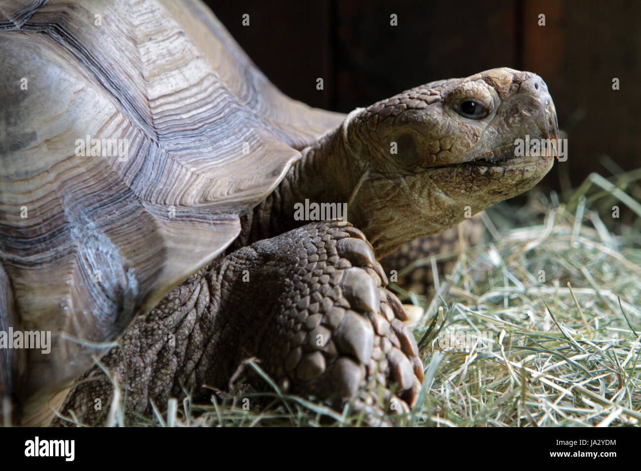 Schildkrtenpanzer hi-res stock photography and images - Alamy