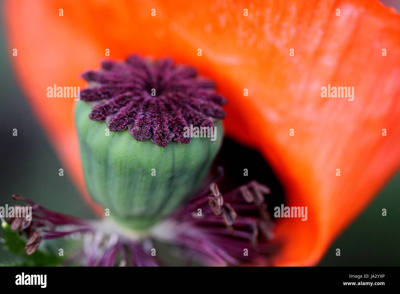 bloom, blossom, flourish, flourishing, poppy, delicate, damask rose ...
