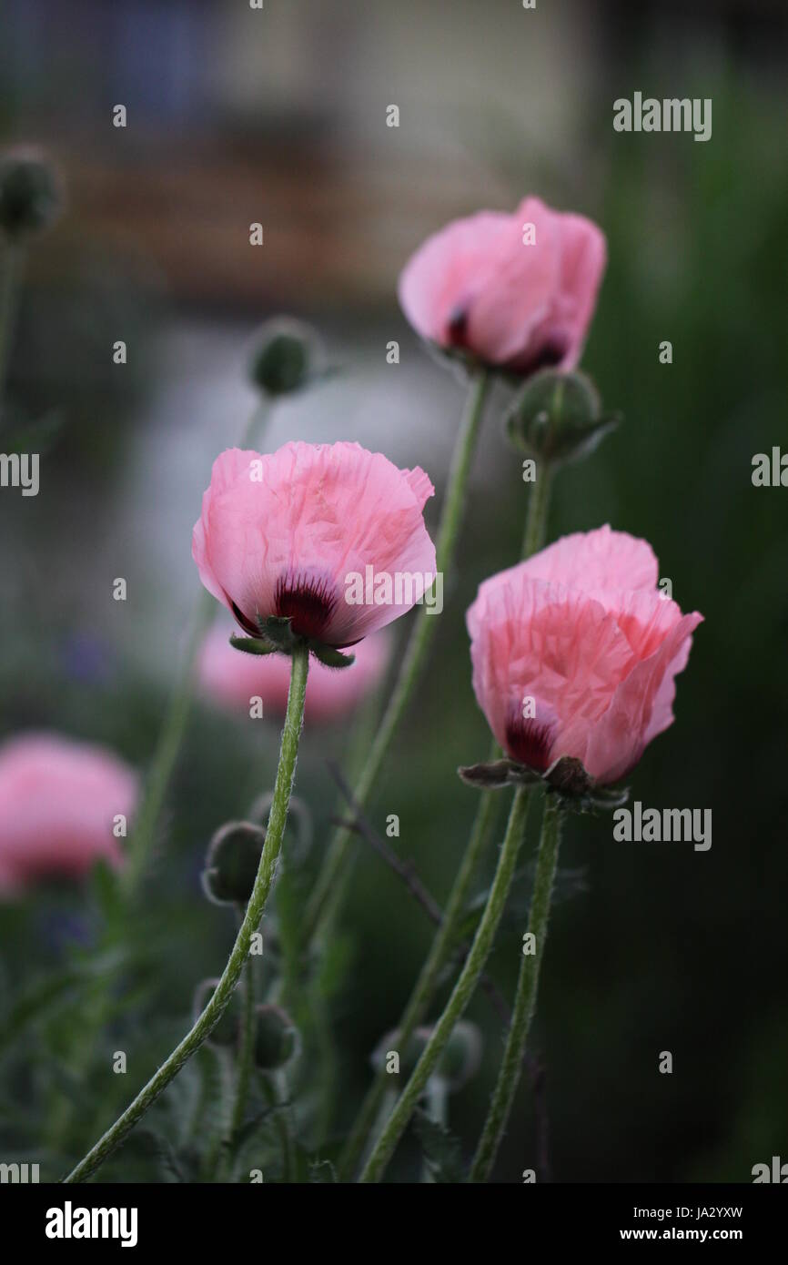 bloom, blossom, flourish, flourishing, poppy, delicate, damask rose ...
