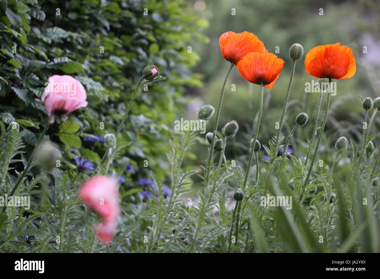 Grkarte hi-res stock photography and images - Alamy