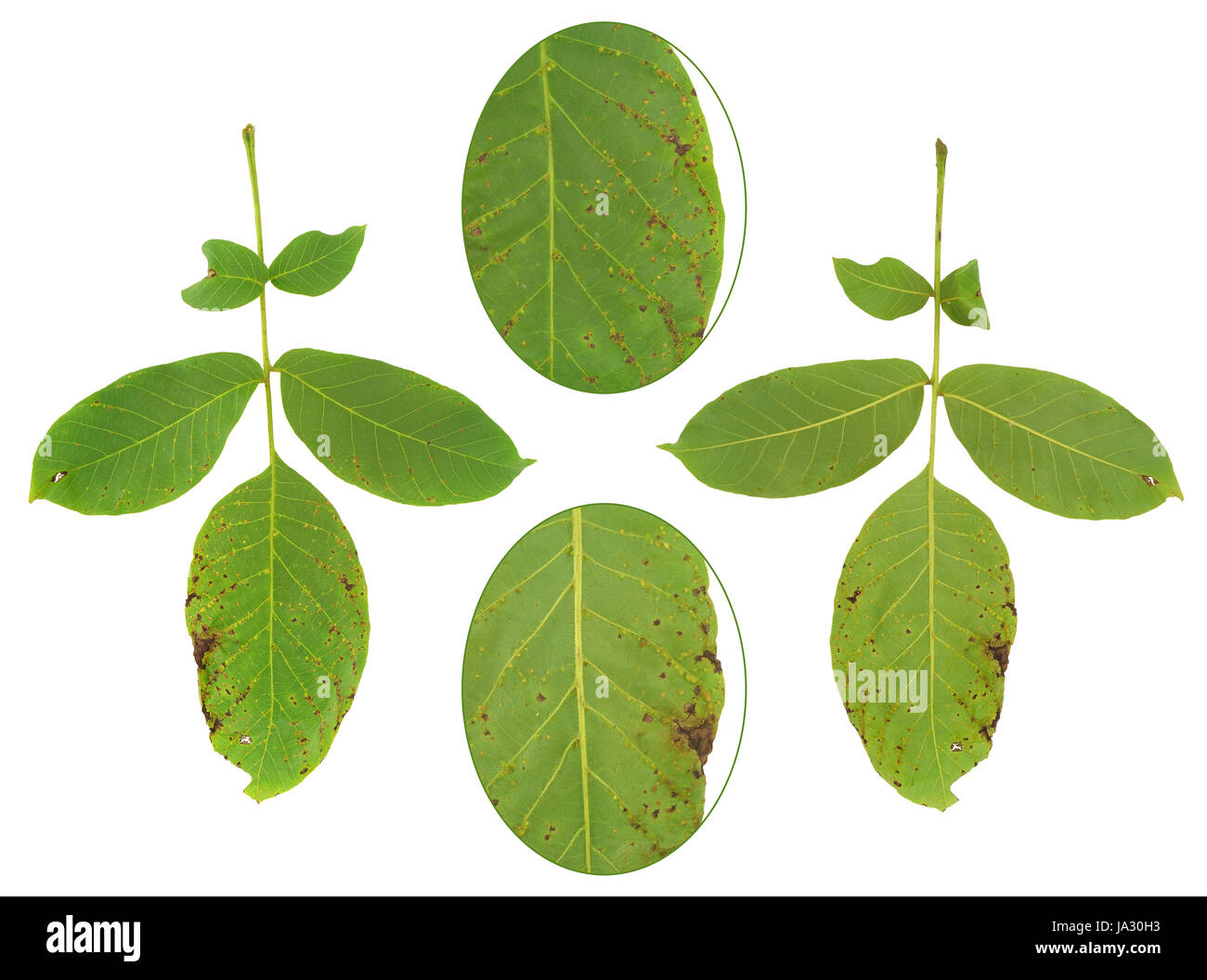 Bumps on the leaf hi-res stock photography and images - Alamy