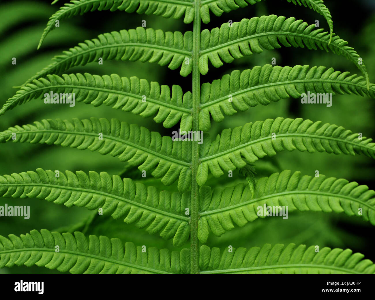 green, botany, plant, fern, biology, nature, leaf, green, botany, plant ...