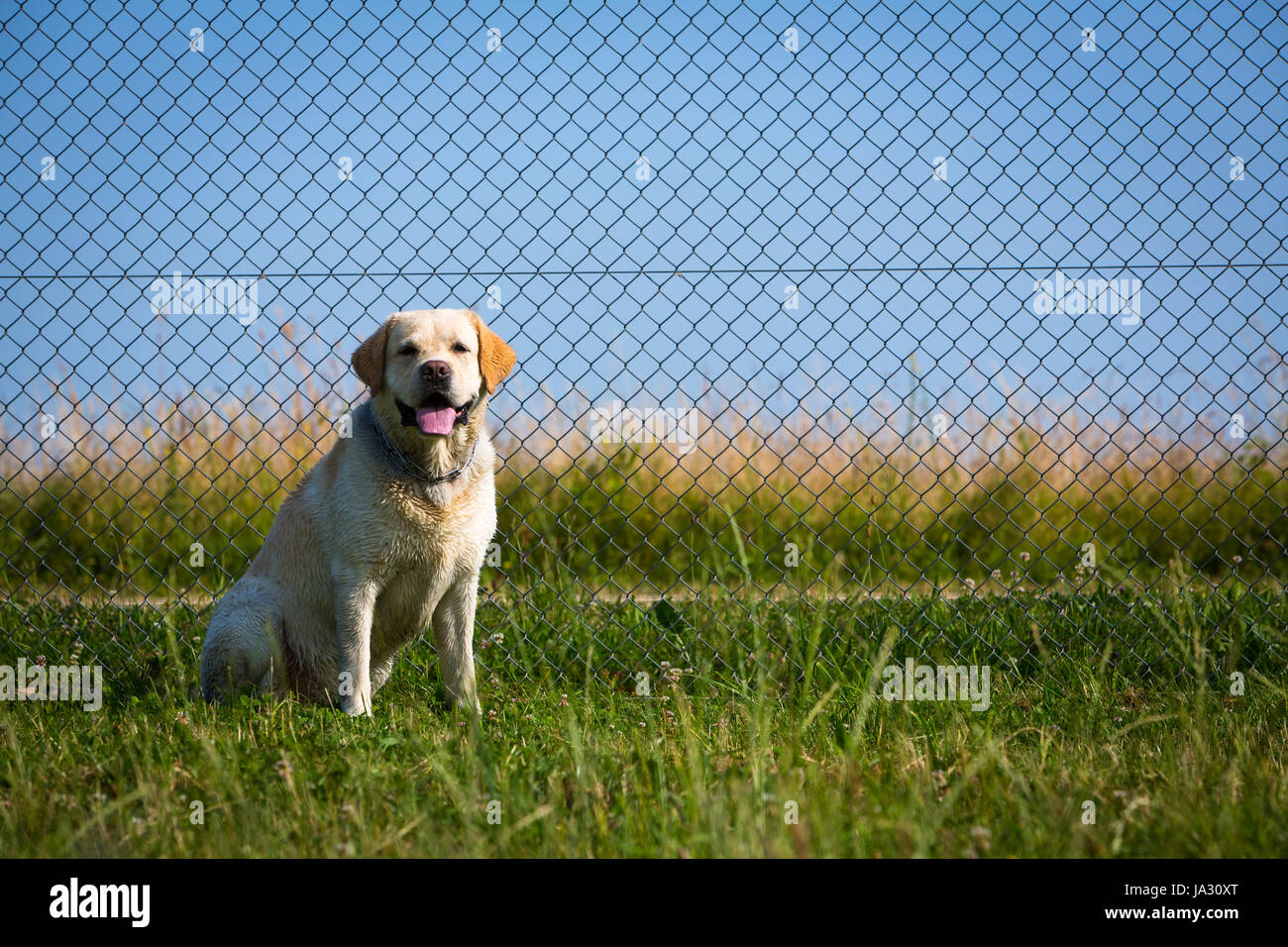 dog, wire netting, runout, hound, dog breeding, labrador, animal, guard ...