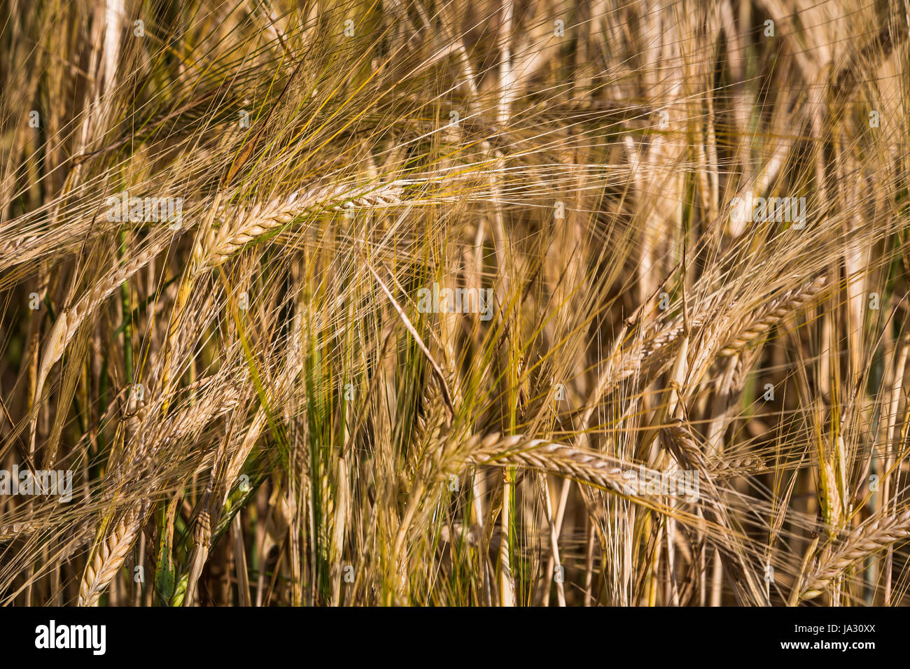 Gerstenfeld detail hi-res stock photography and images - Alamy