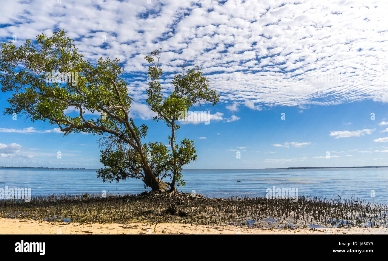 A single tree on the beach front Stock Photo - Alamy