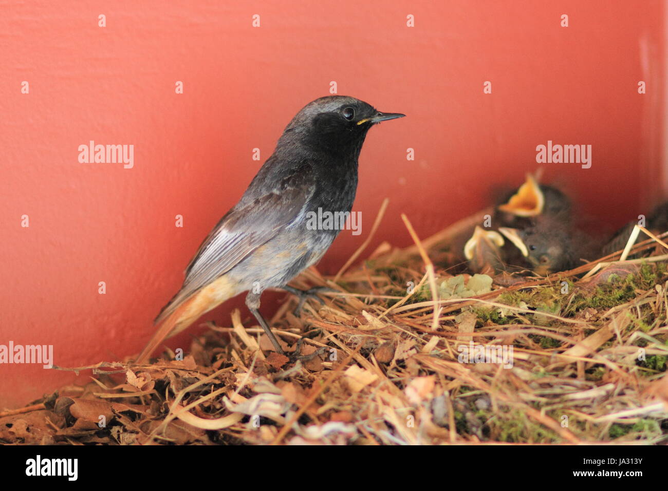 black redstart at the nest Stock Photo - Alamy