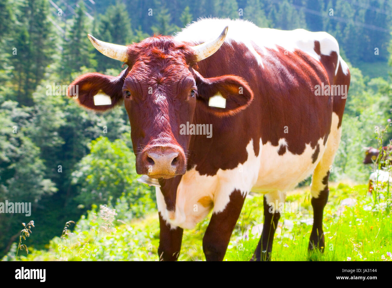 alps, cow, alpine, farm, cattle, meadow, beef, beautiful, beauteously ...