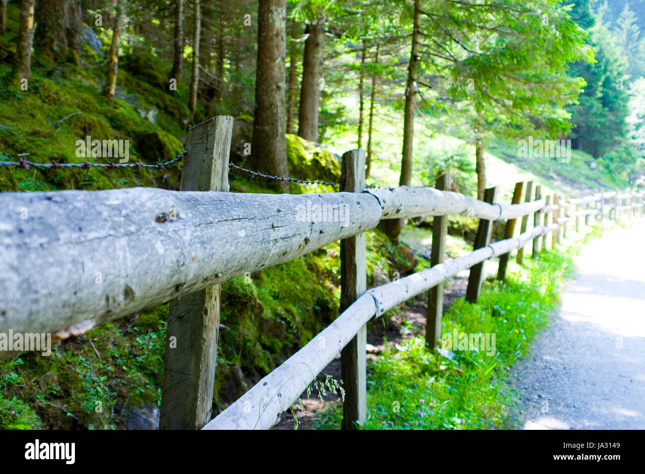 tree, trees, park, wooden, walkway, forest, nature, fence, walk, go ...