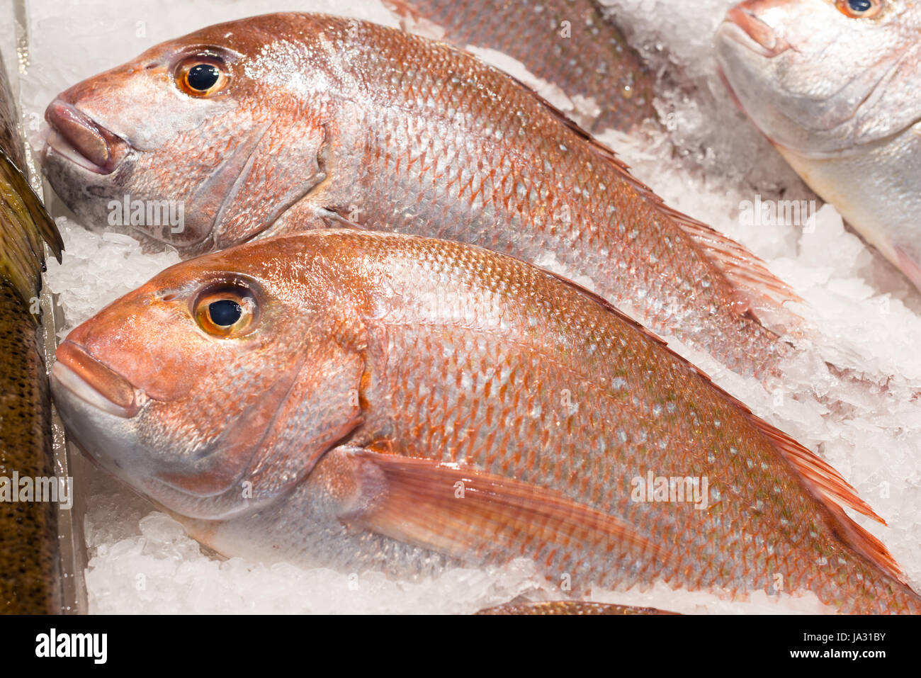 Red Snappers in ice at Sydney Fish Market, New South Wales, Australia ...