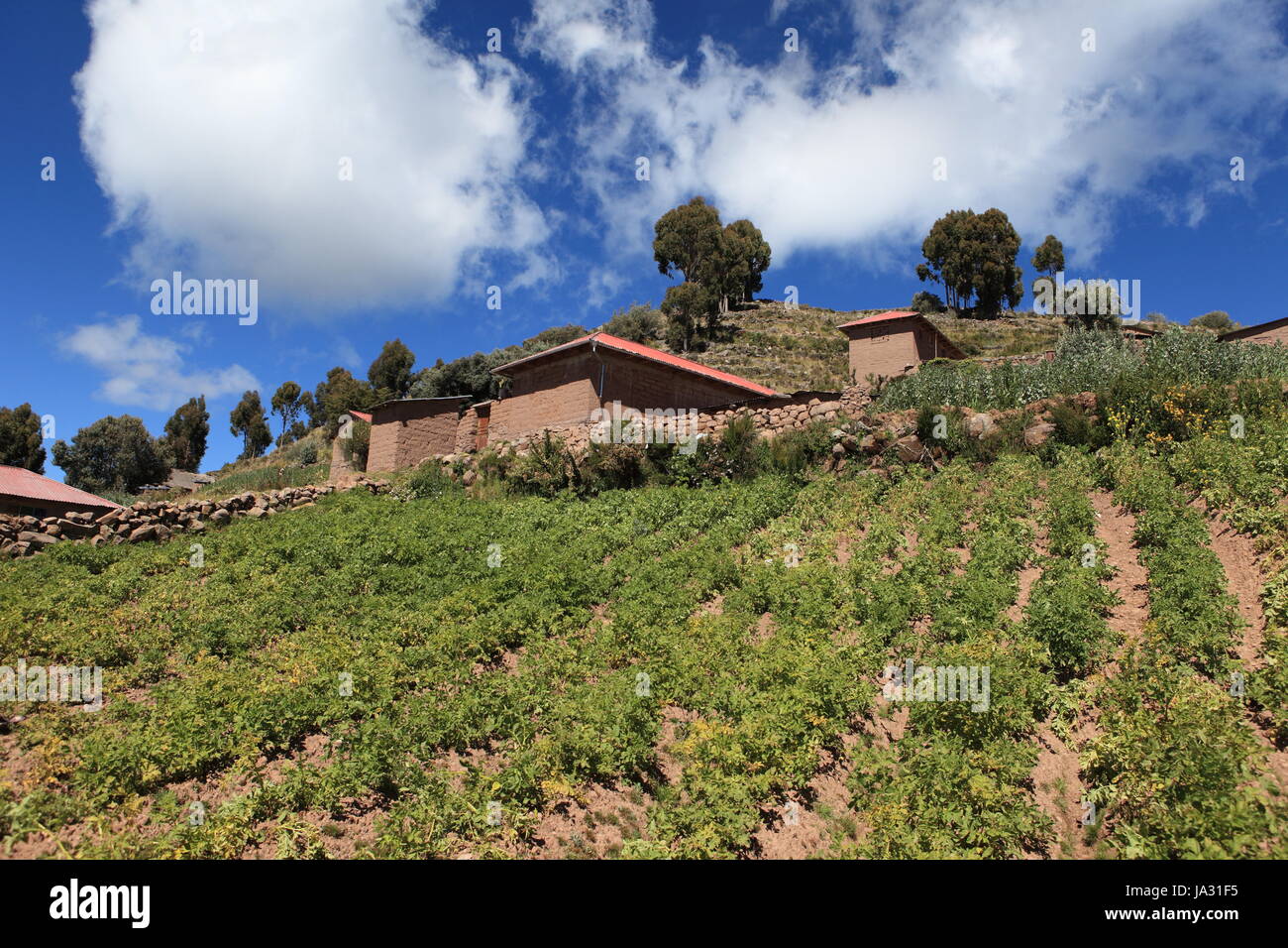 agriculture, farming, terraces, south america, peru, bolivia, community ...