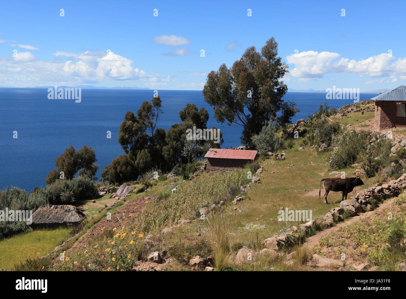 agriculture, farming, terraces, south america, peru, bolivia, community ...