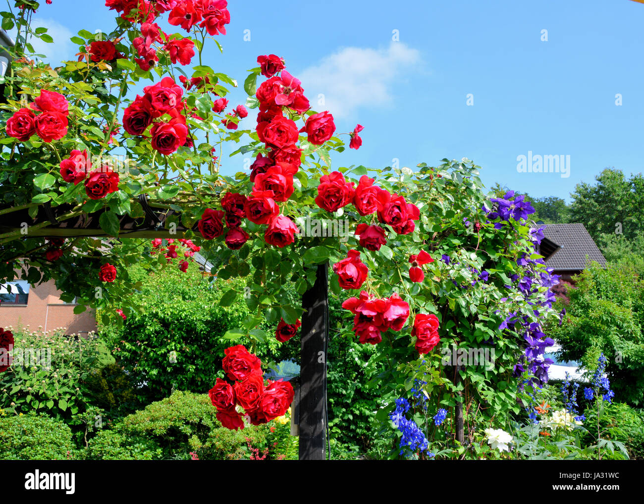 red climbing rose Stock Photo - Alamy