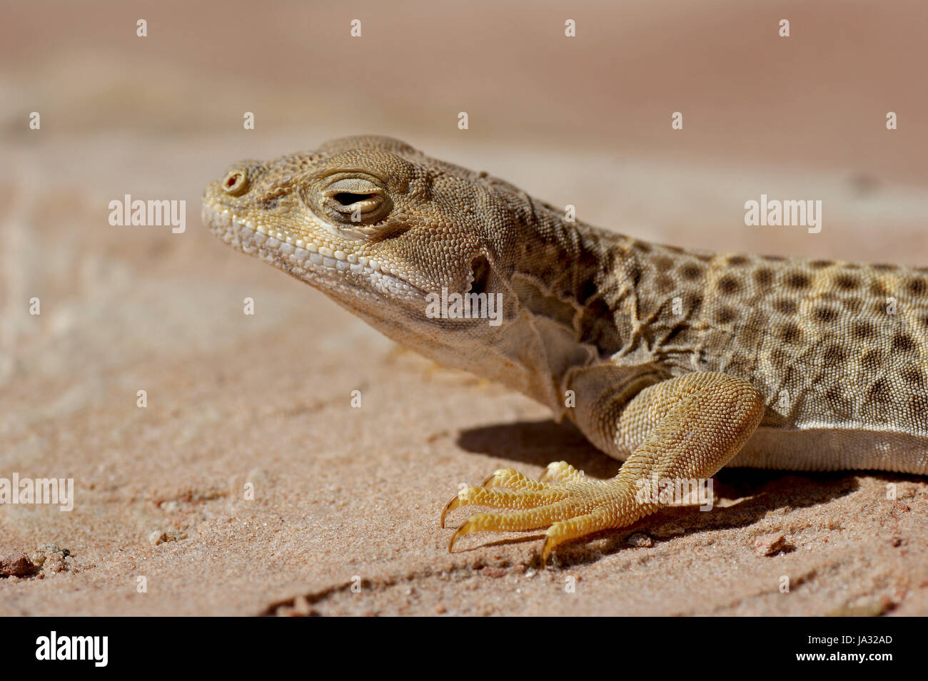 long nosed leopard lizard Stock Photo - Alamy