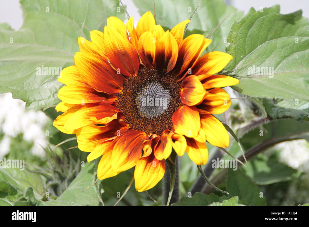 A boiling flower hi-res stock photography and images - Alamy