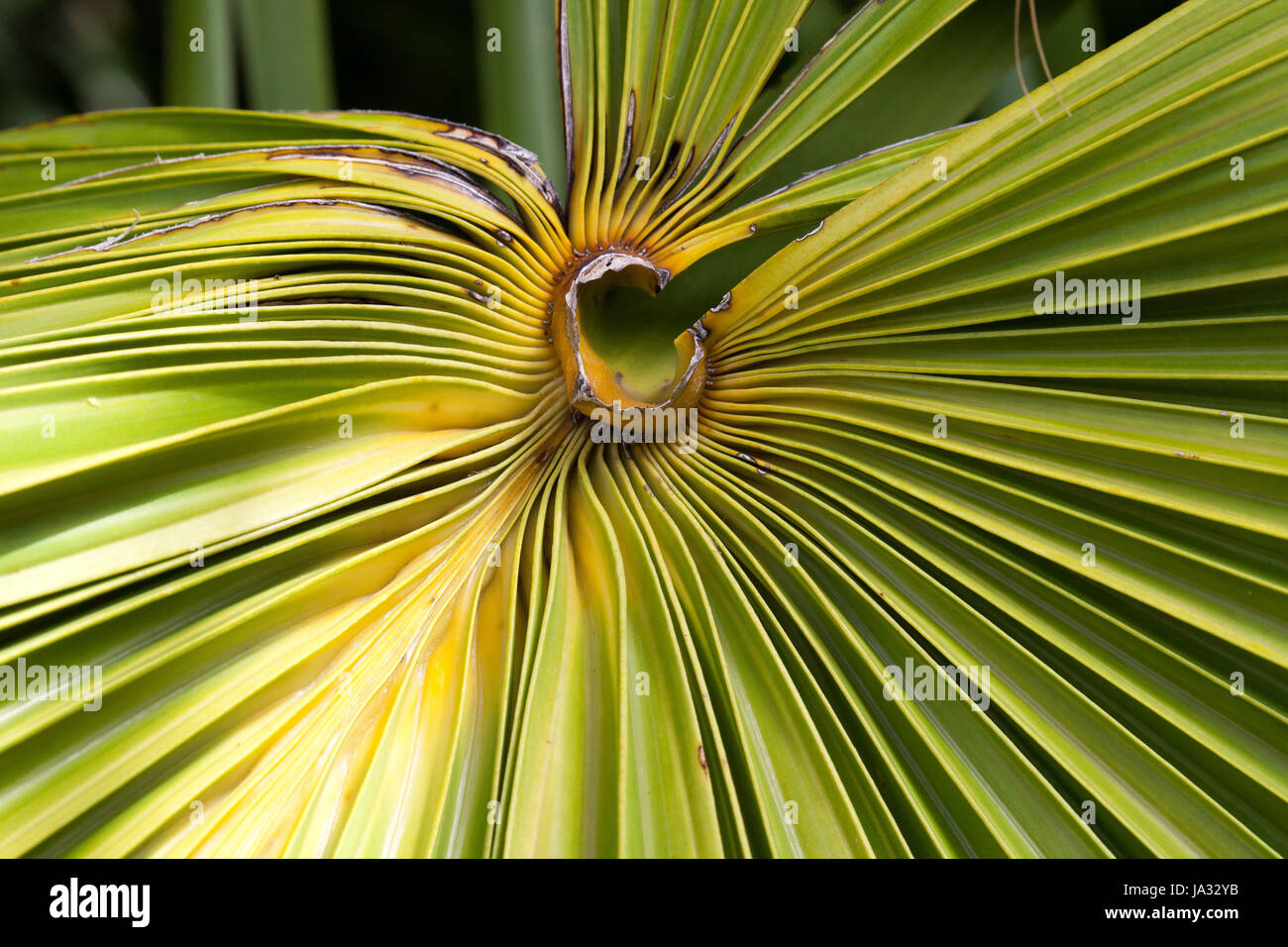 Livistona chinensis hi-res stock photography and images - Alamy
