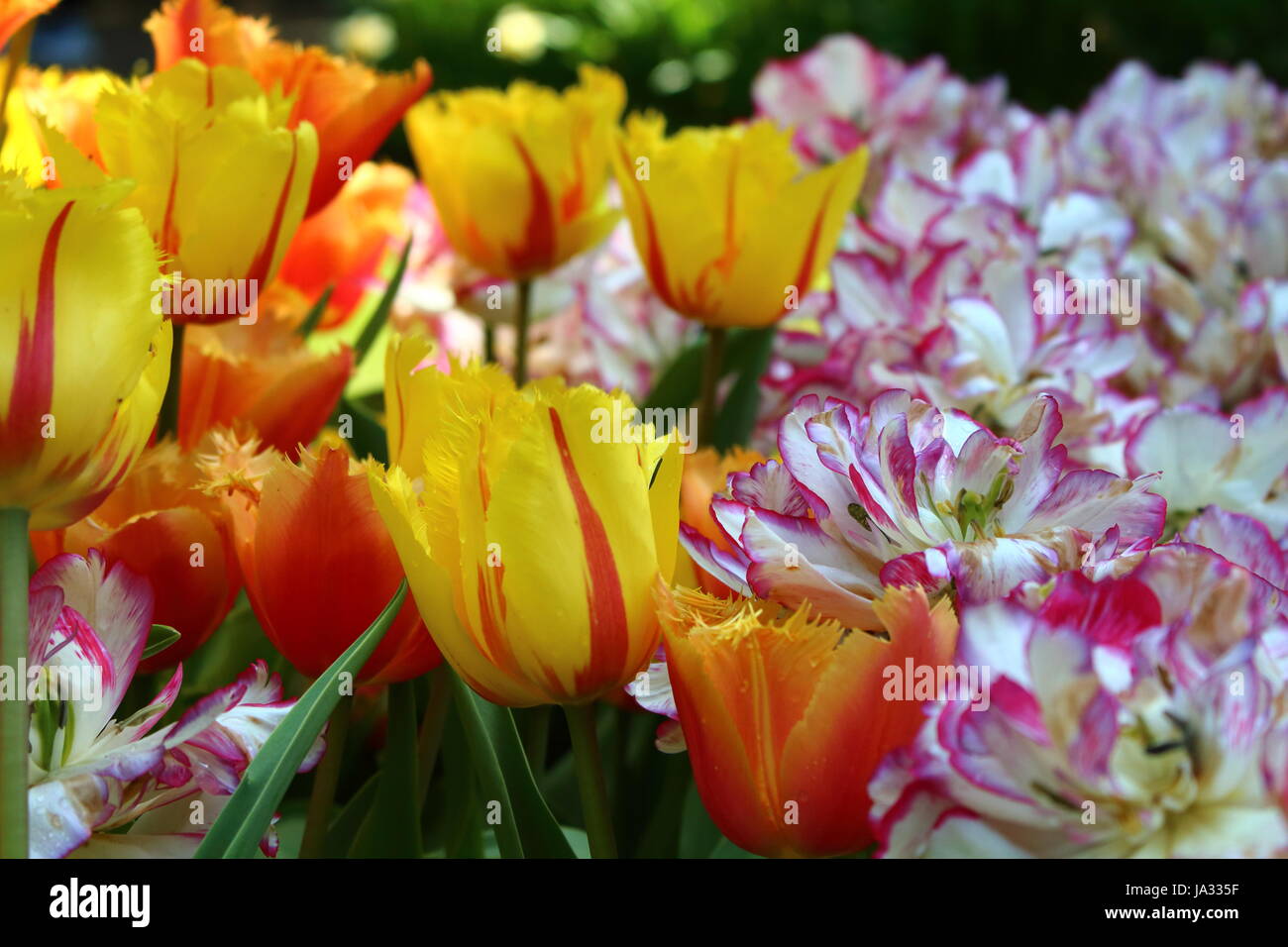 The beauty of tulips in its many varieties and sizes Stock Photo - Alamy