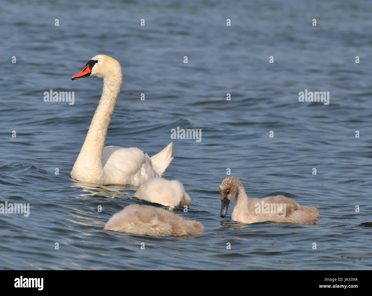 bird, swan, birds, offspring, feathering, waterfowls, cub, baby ...