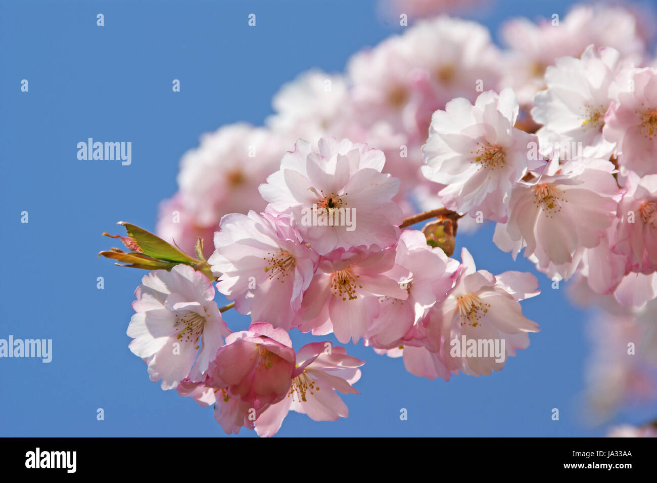 blue, blossoms, cherry blossom, bleed, firmament, sky, pink, blue ...