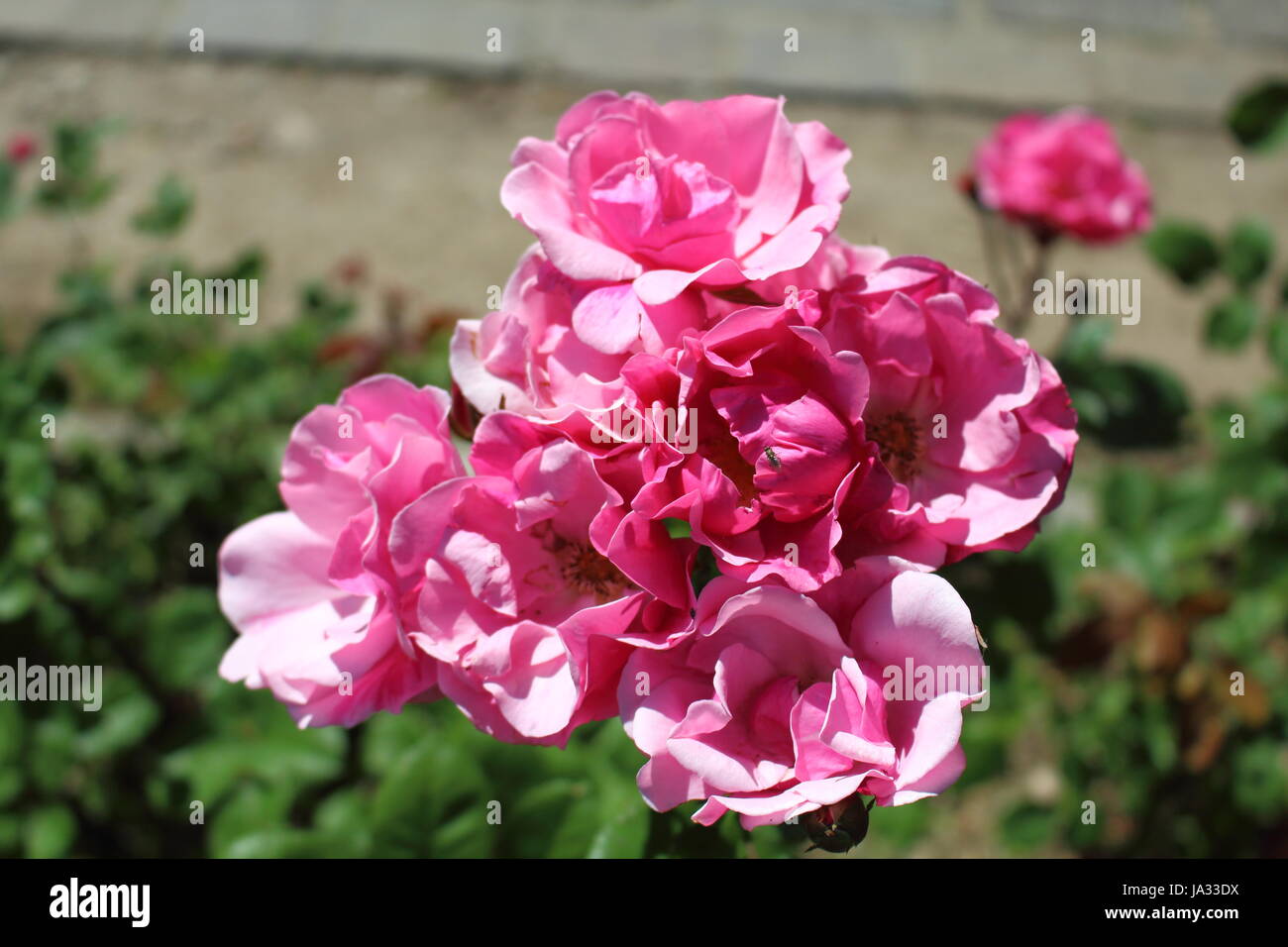 The beauty of roses in its many different varieties and sizes Stock ...