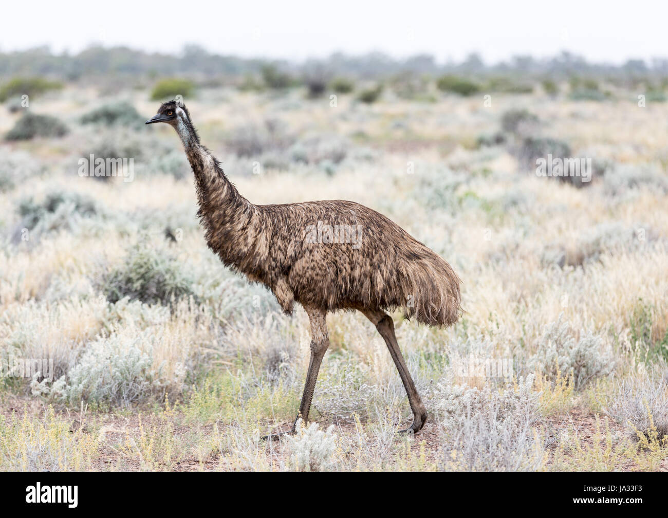 bird, birds, australia, wildlife, cursorial birds, sport, sports, run ...