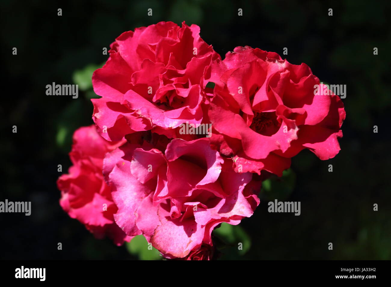 The beauty of roses in its many different varieties and sizes Stock ...
