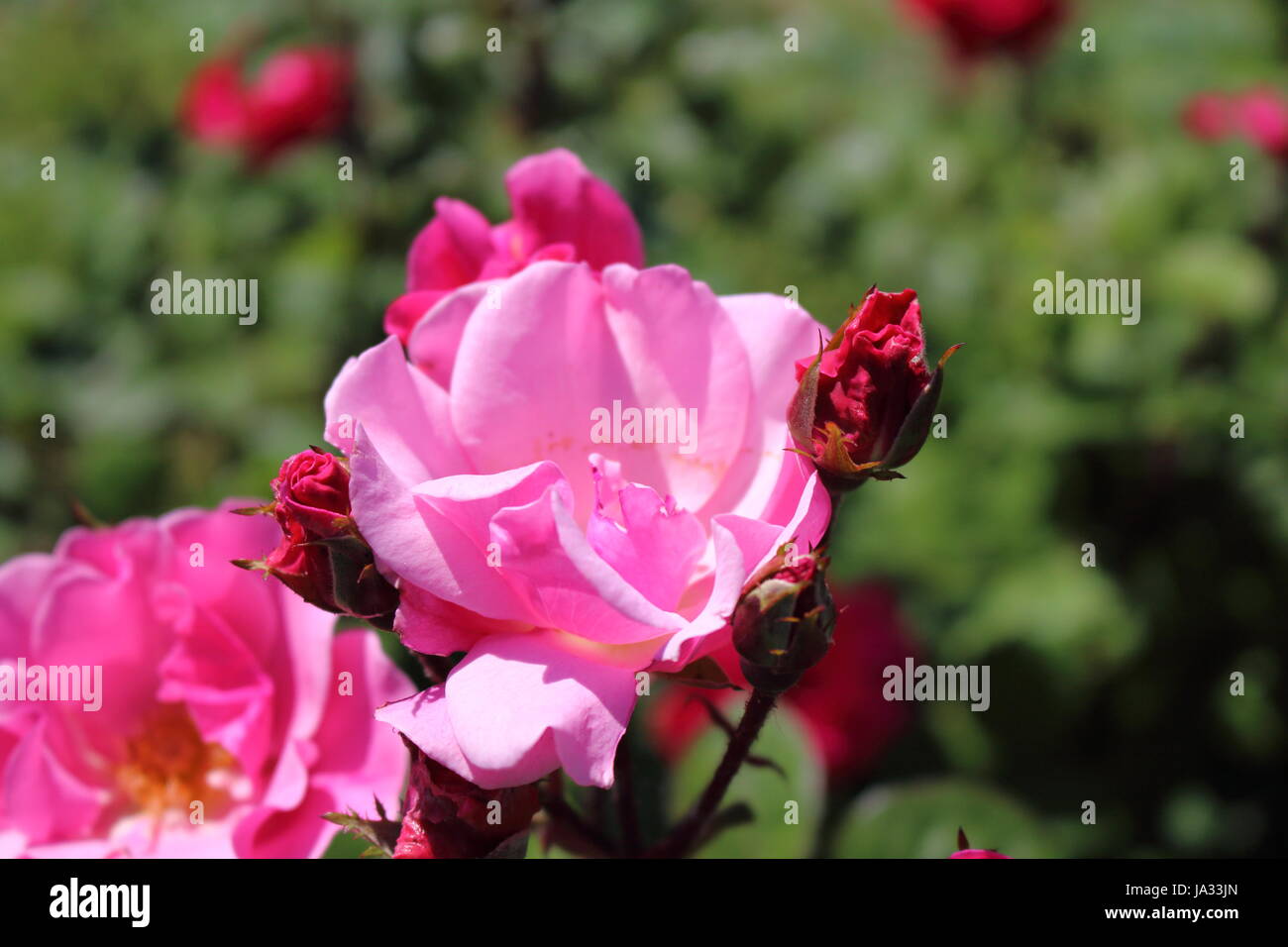 The beauty of roses in its many different varieties and sizes Stock ...