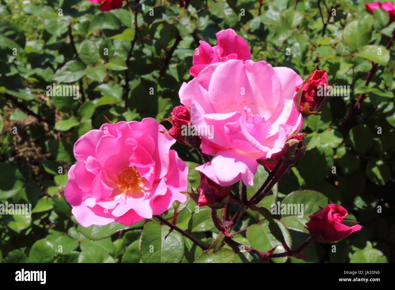 The beauty of roses in its many different varieties and sizes Stock ...