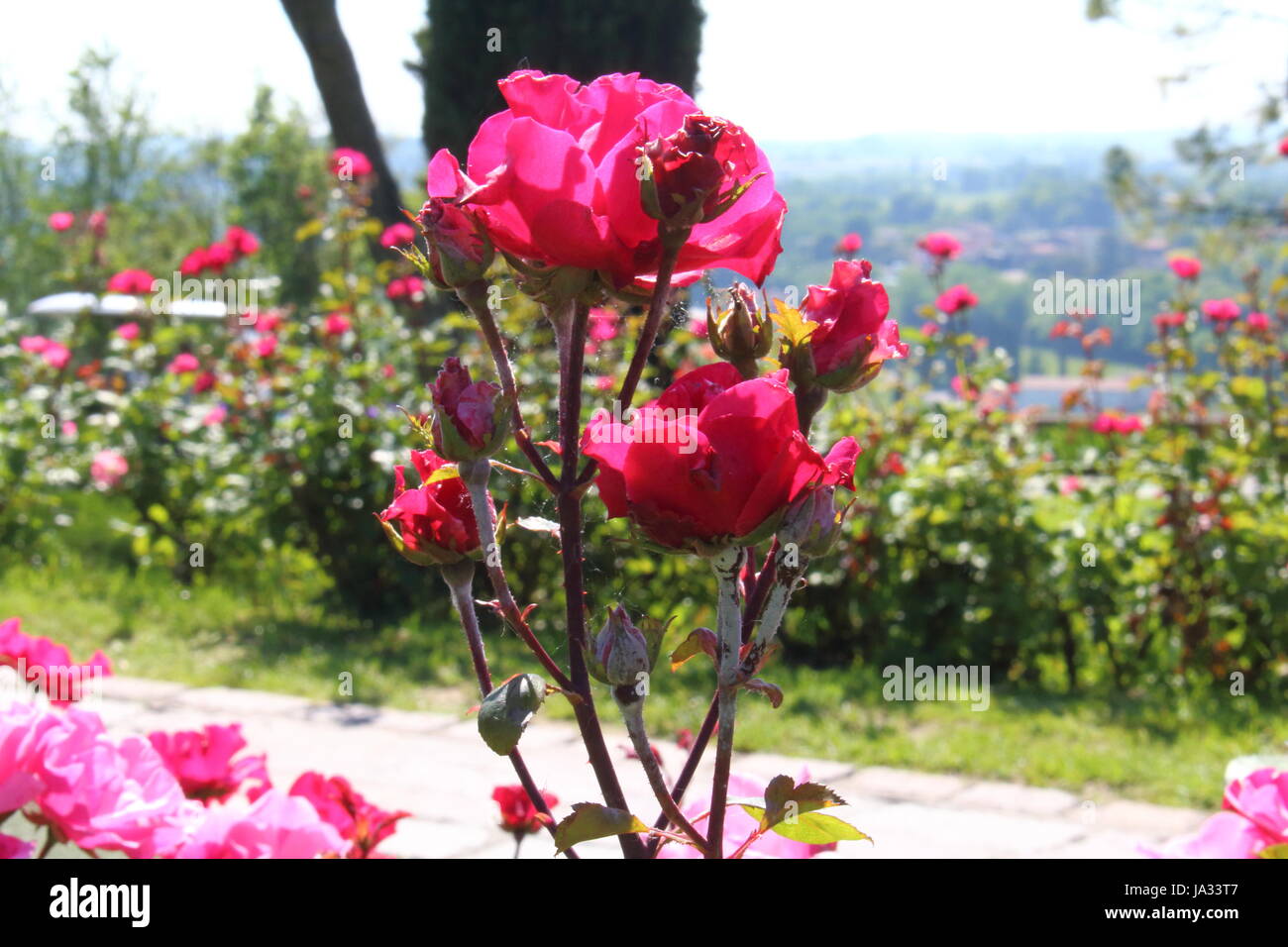 The beauty of roses in its many different varieties and sizes Stock ...
