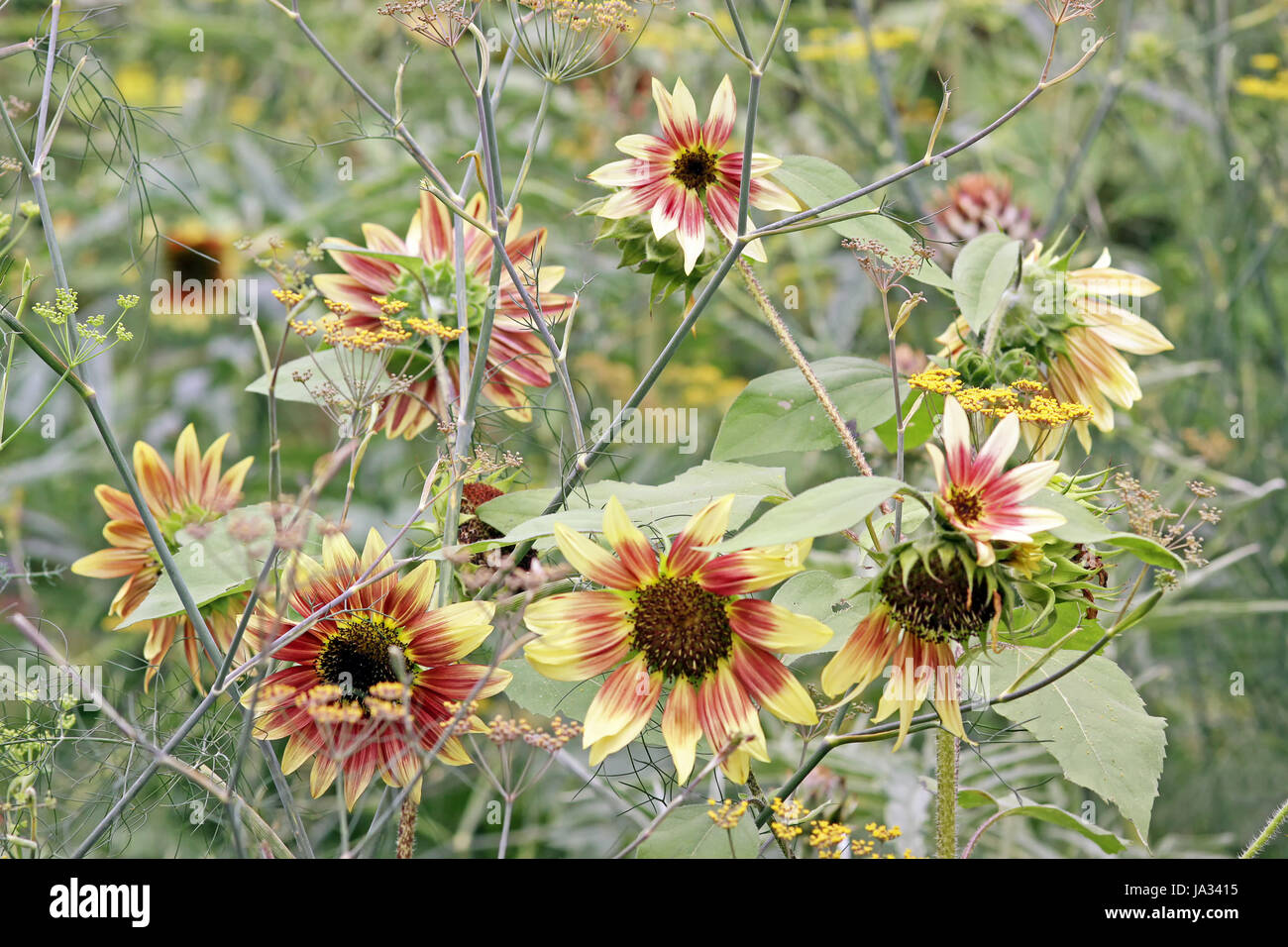 Sommergartenidylle hi-res stock photography and images - Alamy