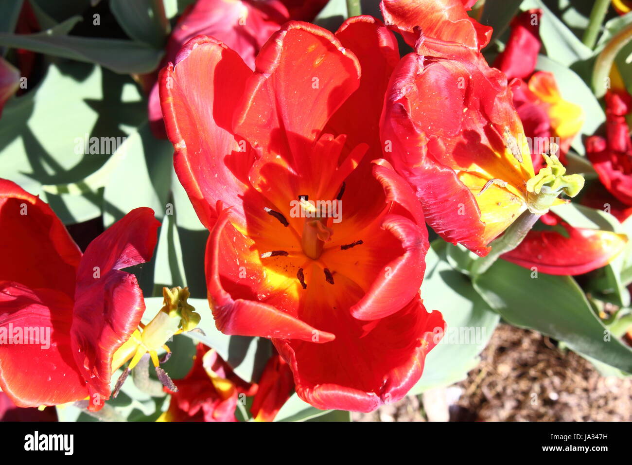 The beauty of tulips in its many varieties and sizes Stock Photo - Alamy