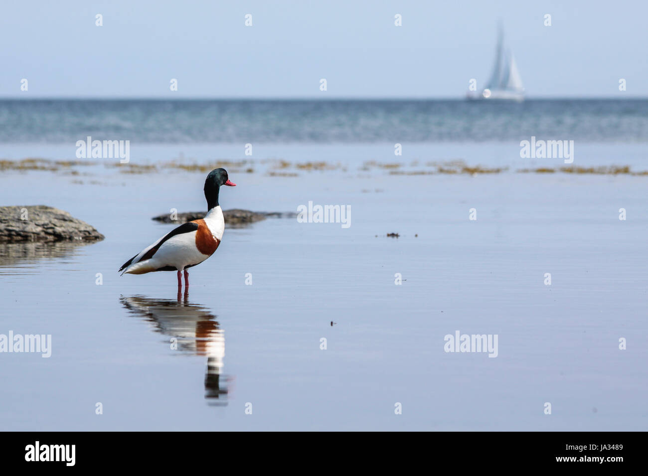 bird, birds, sail, blank, european, caucasian, denmark, water, baltic ...