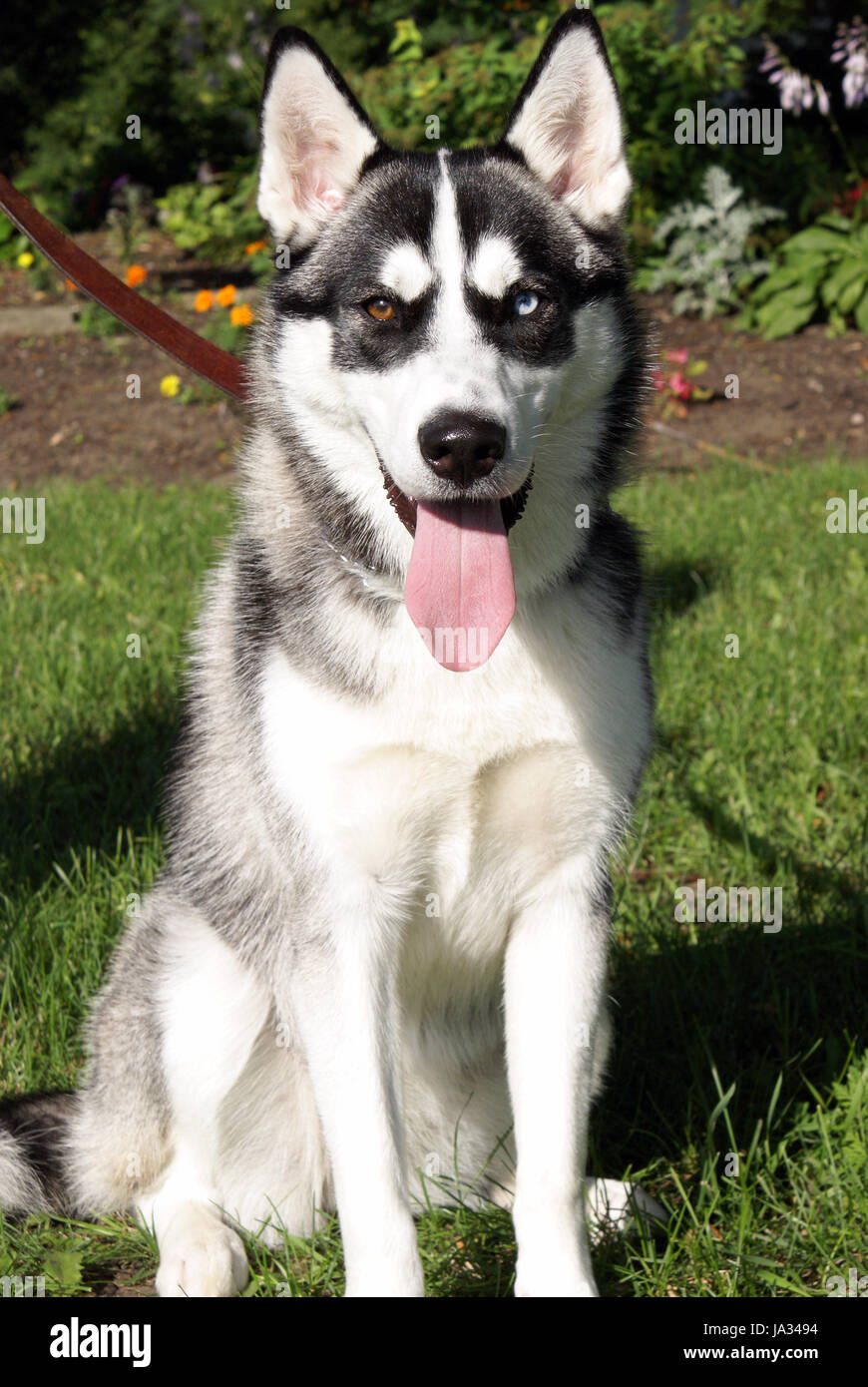blue, beautiful, beauteously, nice, female, animal, pet, mammal, green ...