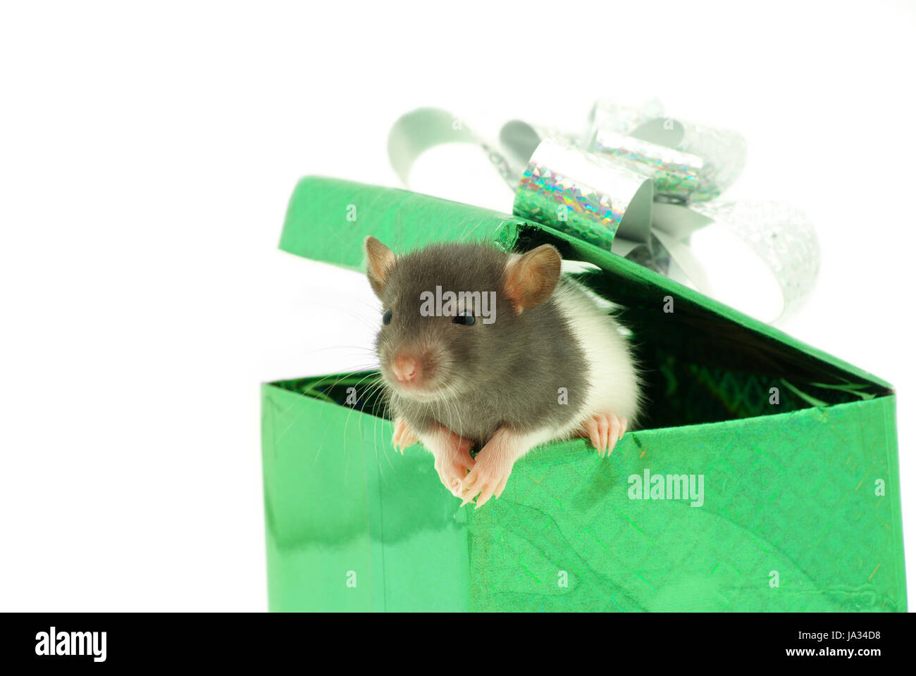 funny rat in box isolated on white background Stock Photo - Alamy