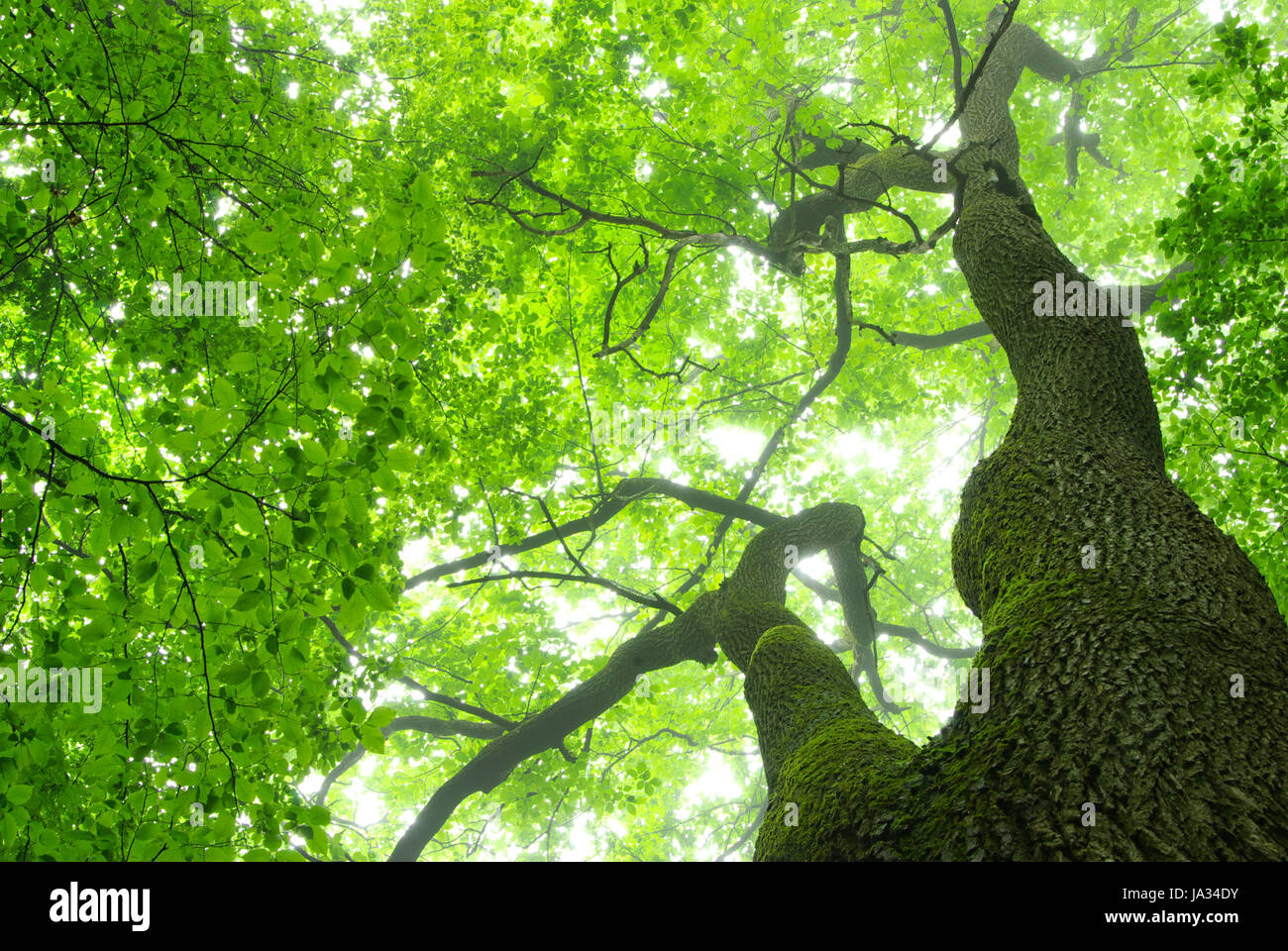 religious, tree, trees, leaves, fog, sunbeams, sunlight, energy, power ...