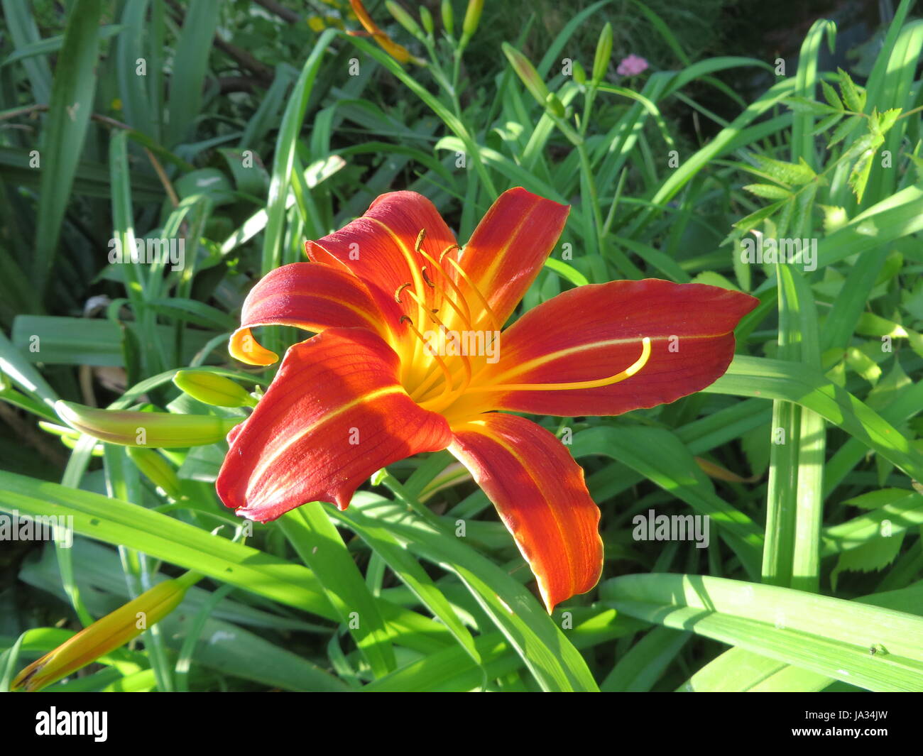 Ourful hi-res stock photography and images - Alamy