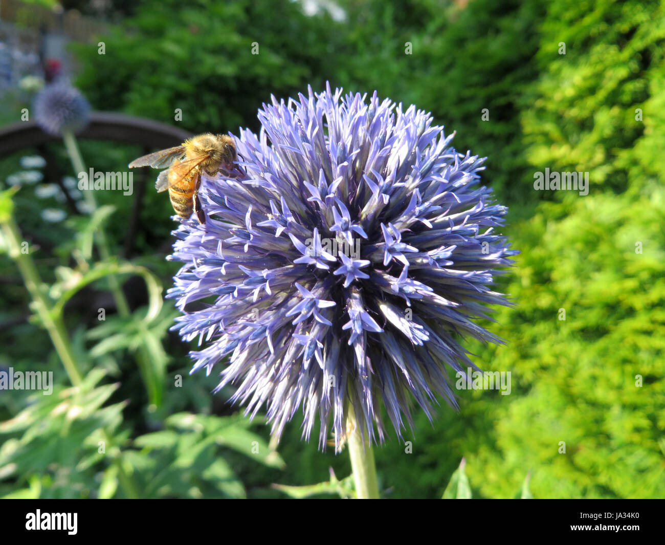 ruthenian kugeldistel - echinops ritro Stock Photo - Alamy
