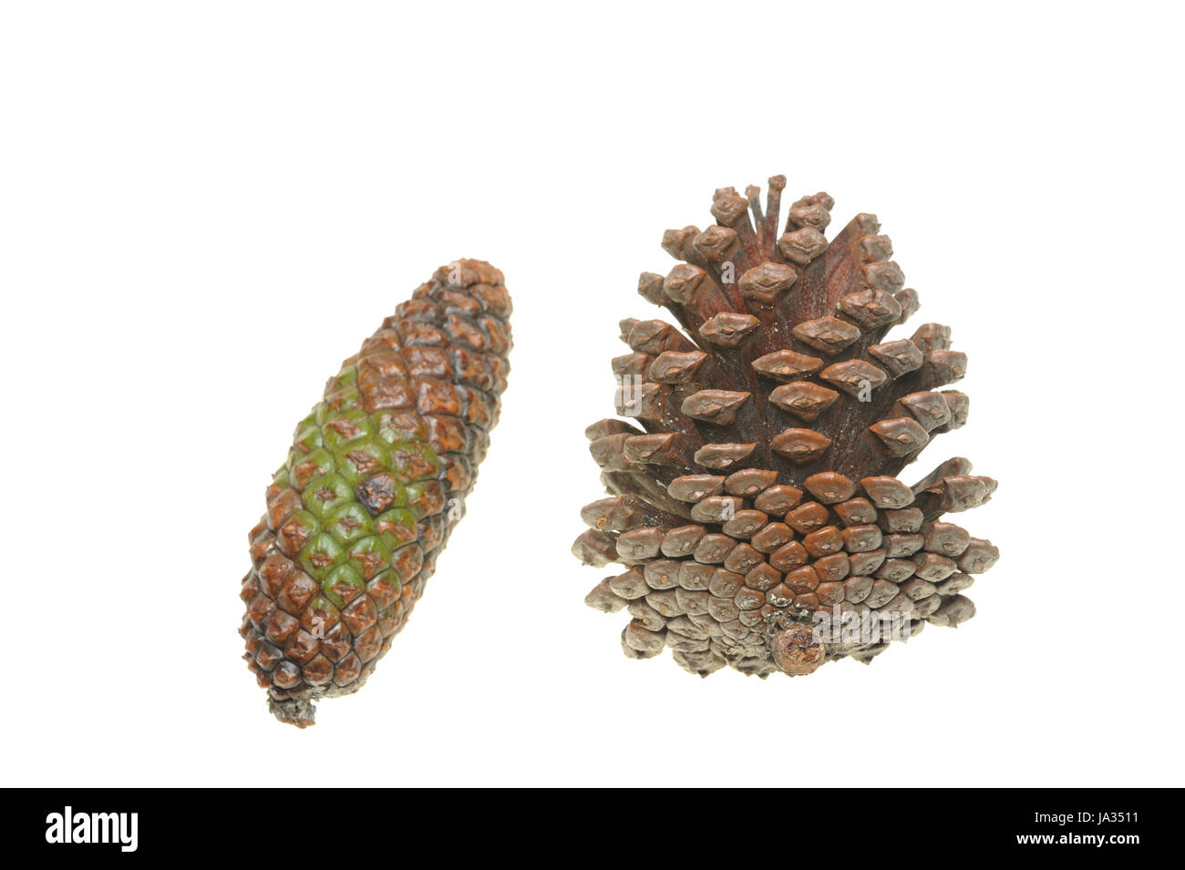 object, objects, detail, isolated, closeup, wood, pine, decoration, dry ... object, objects, detail, isolated, closeup, wood, pine, decoration, dry ...