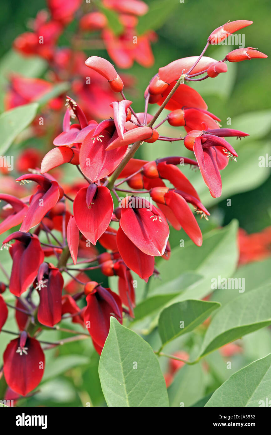 green, colour contrast, red, green, contrast, colour contrast, brazil ...