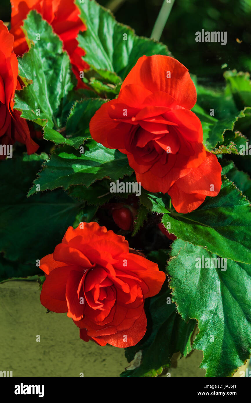 bright red begonias in the garden Stock Photo - Alamy