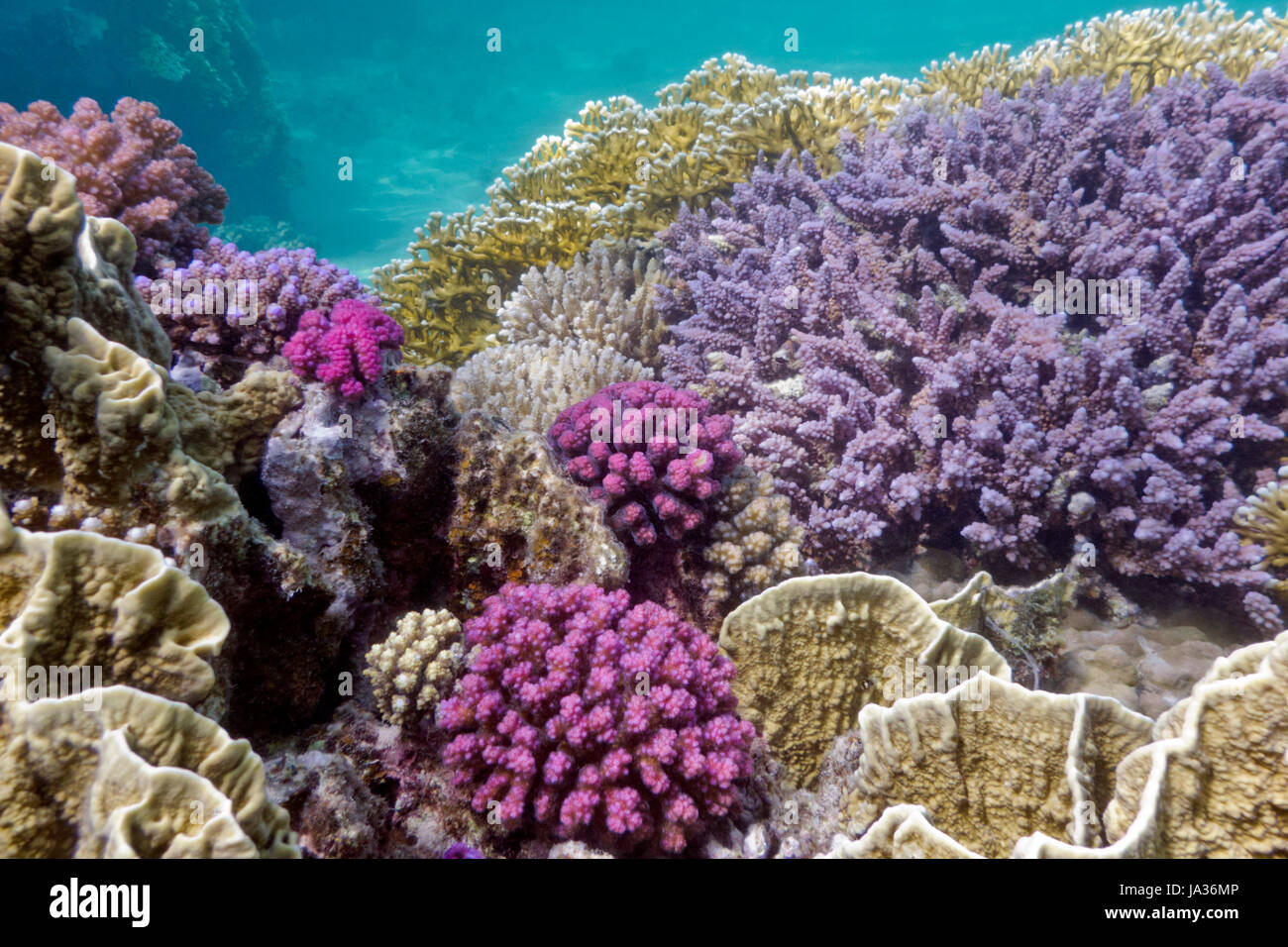 Fish on bottom hi-res stock photography and images - Alamy