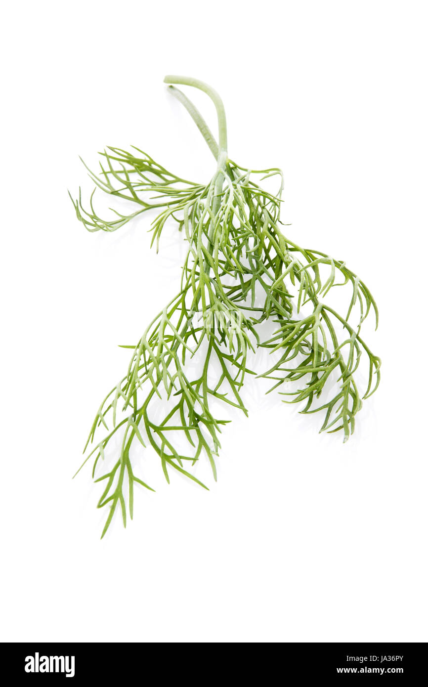 spice, aromatic, boil, cooks, boiling, cooking, ingredient, dill, fresh ...