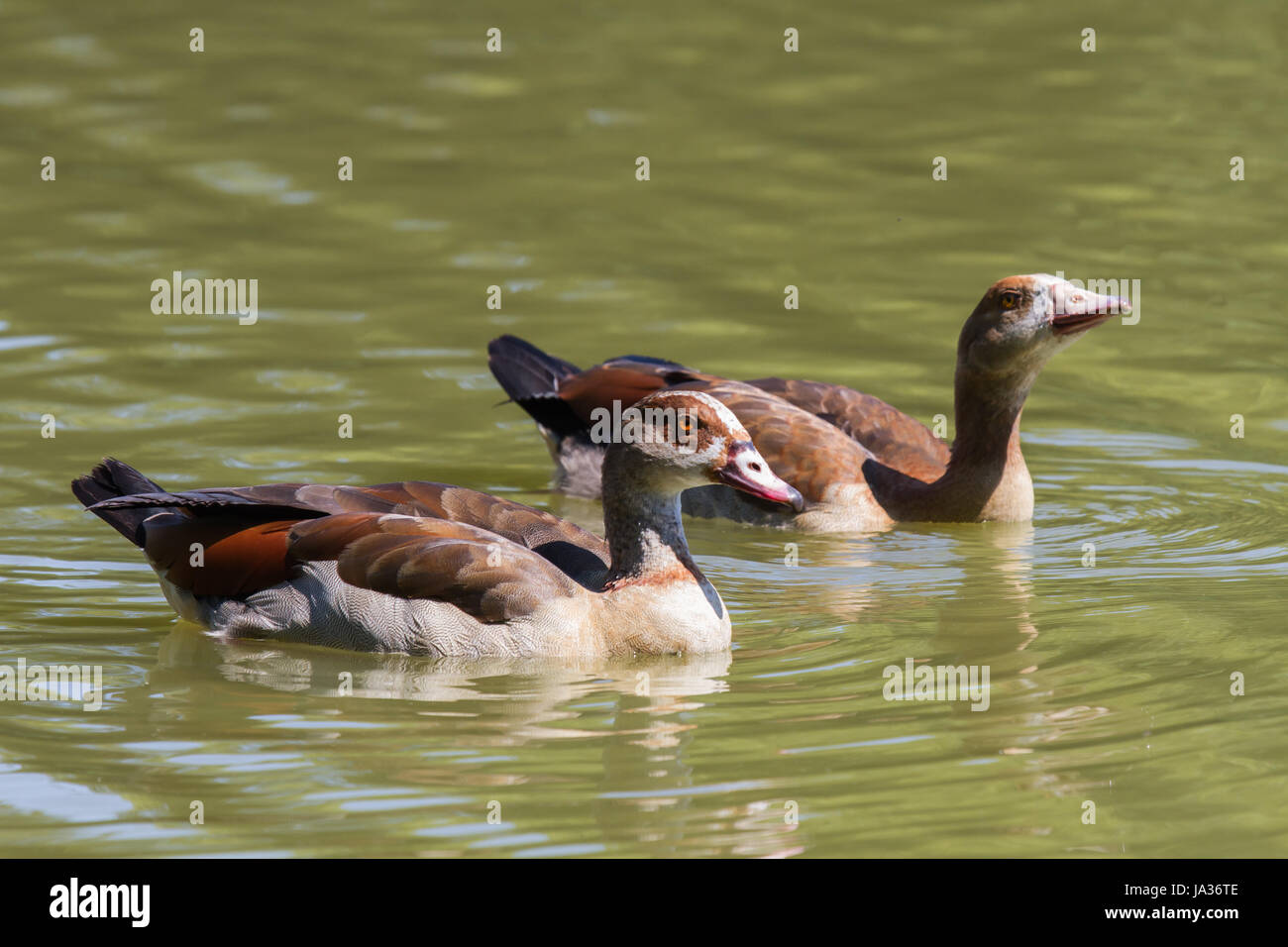 animal, bird, fauna, wild, feathers, beak, feathering, wildlife ...