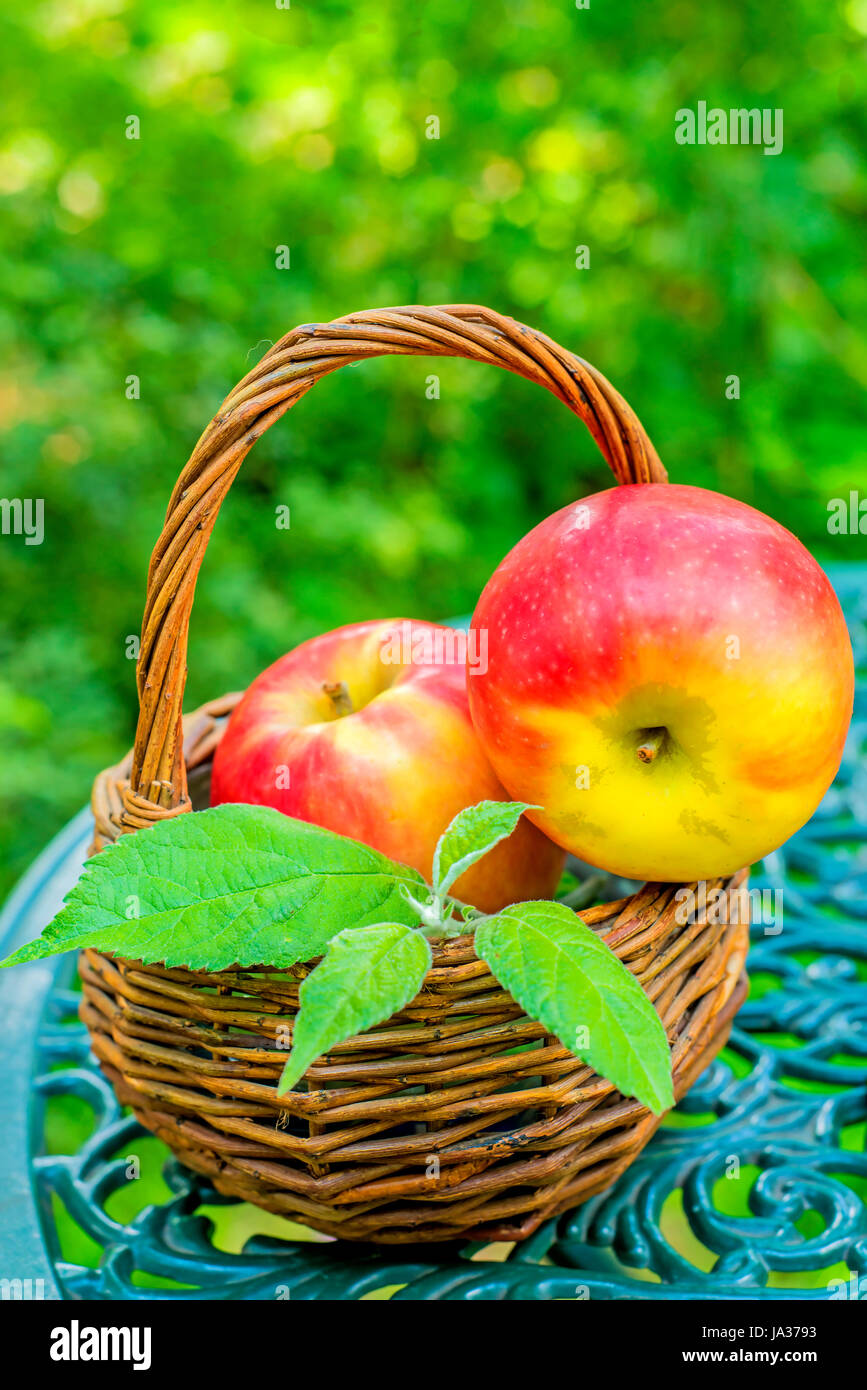 garden, basket, fruit, apples, apple, gardens, table, harvest, fresh, vitamine Stock Photo - Alamy