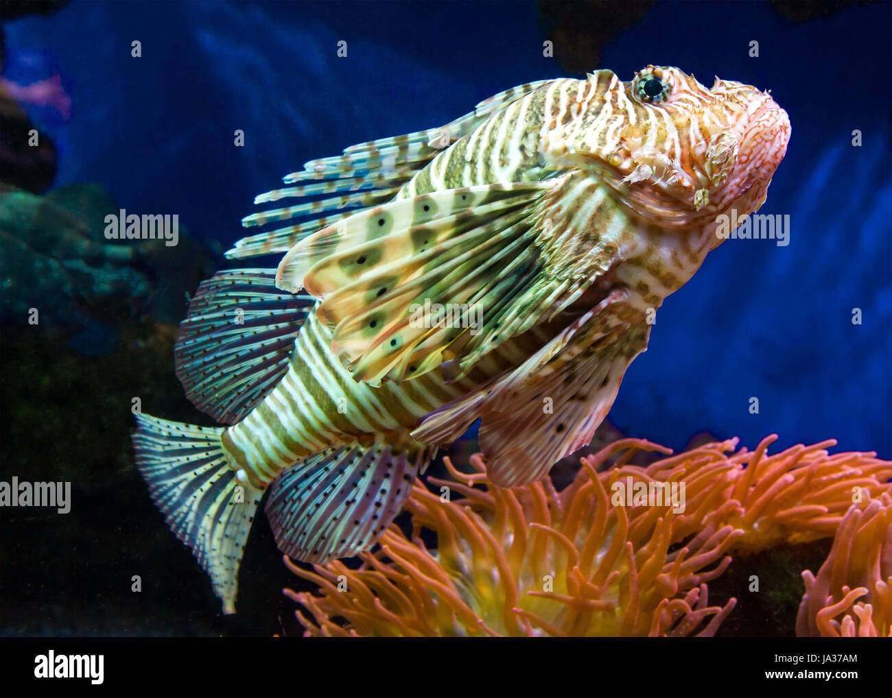 close, colour, animal, fauna, fish, underwater, exotic, wildlife, up ...