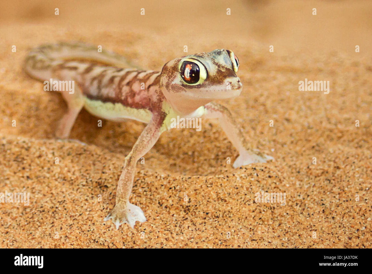 Namibia dune gecko hi-res stock photography and images - Alamy